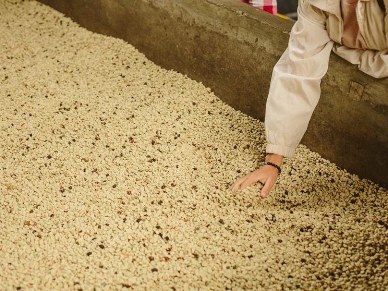 Proceso Lavado – Café & Aroma